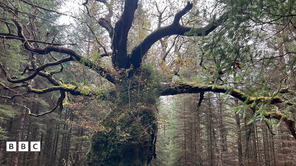 Amazing oak in Scotland named Tree of the Year - BBC Newsround
