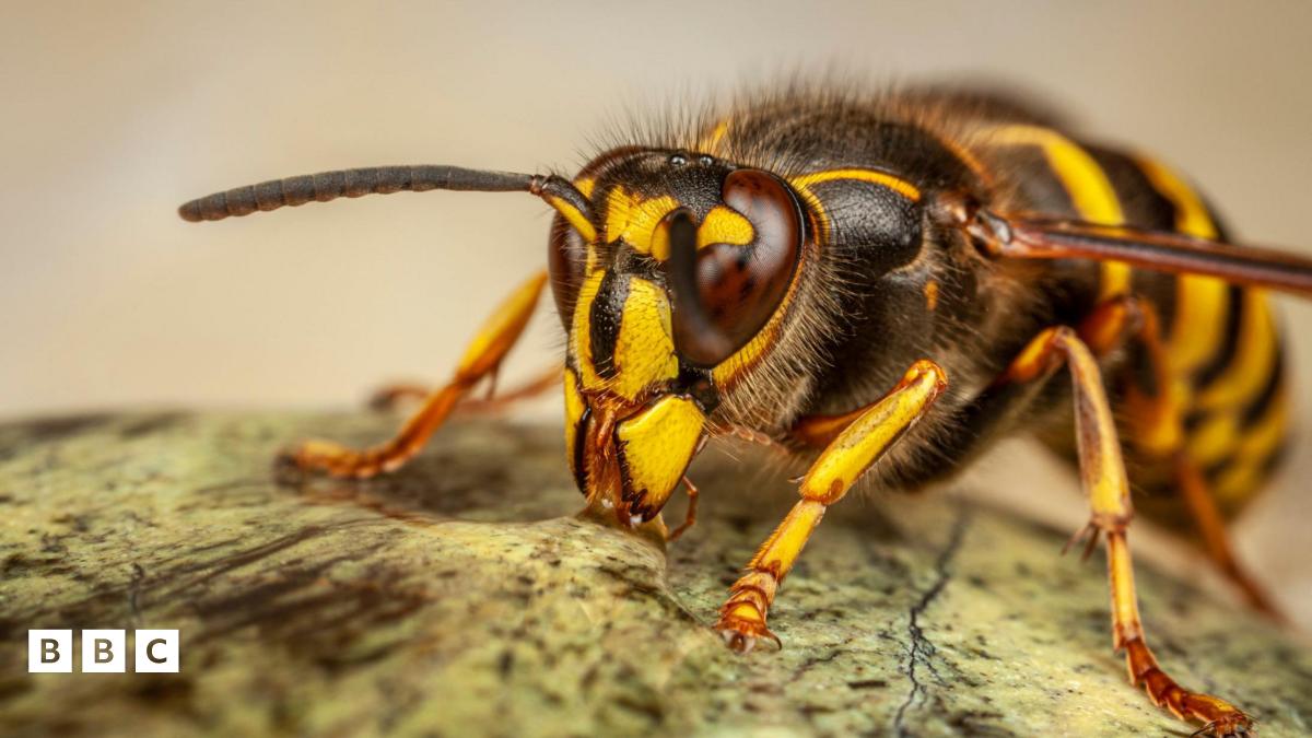 Wasps: Why there are lot of them around now - BBC Newsround