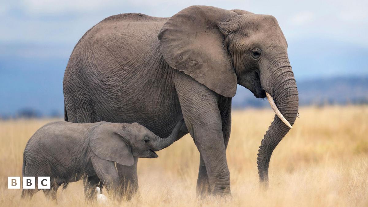 An animal 'poo zoo' could help protect endangered species - BBC Newsround