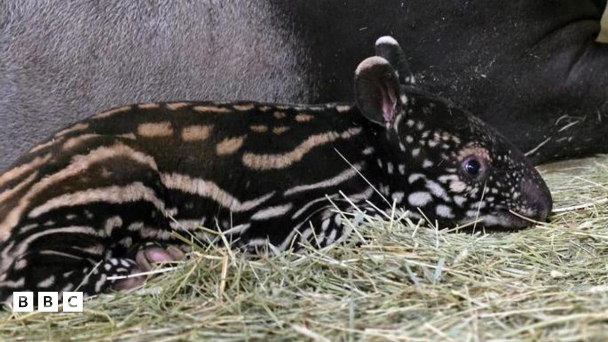 Malayan tapir: Rare baby tapir born at zoo in Washington - BBC Newsround