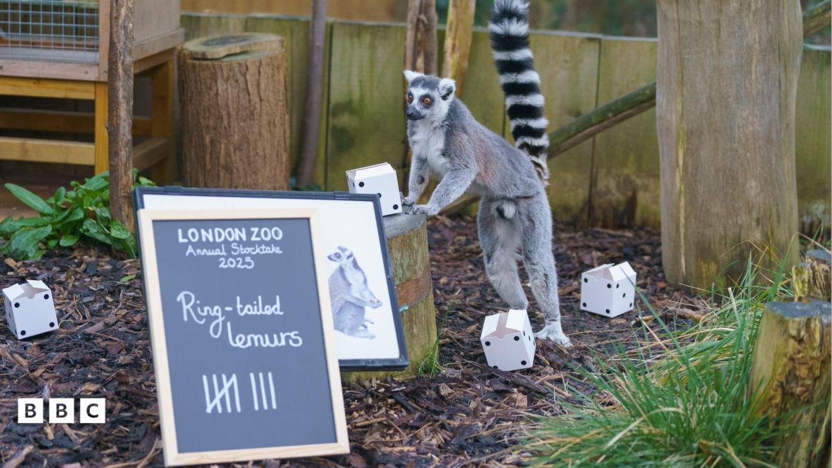 London Zoo does annual animal count - BBC Newsround