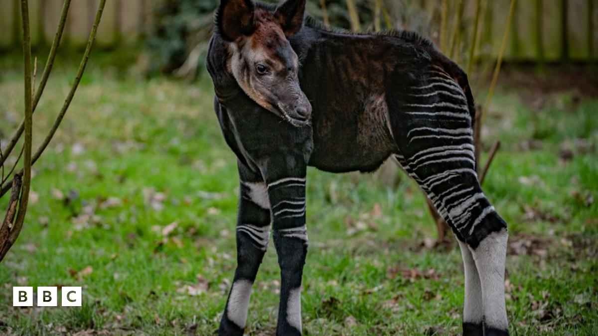 Check out this rare (and VERY cute) baby okapi! - BBC Newsround