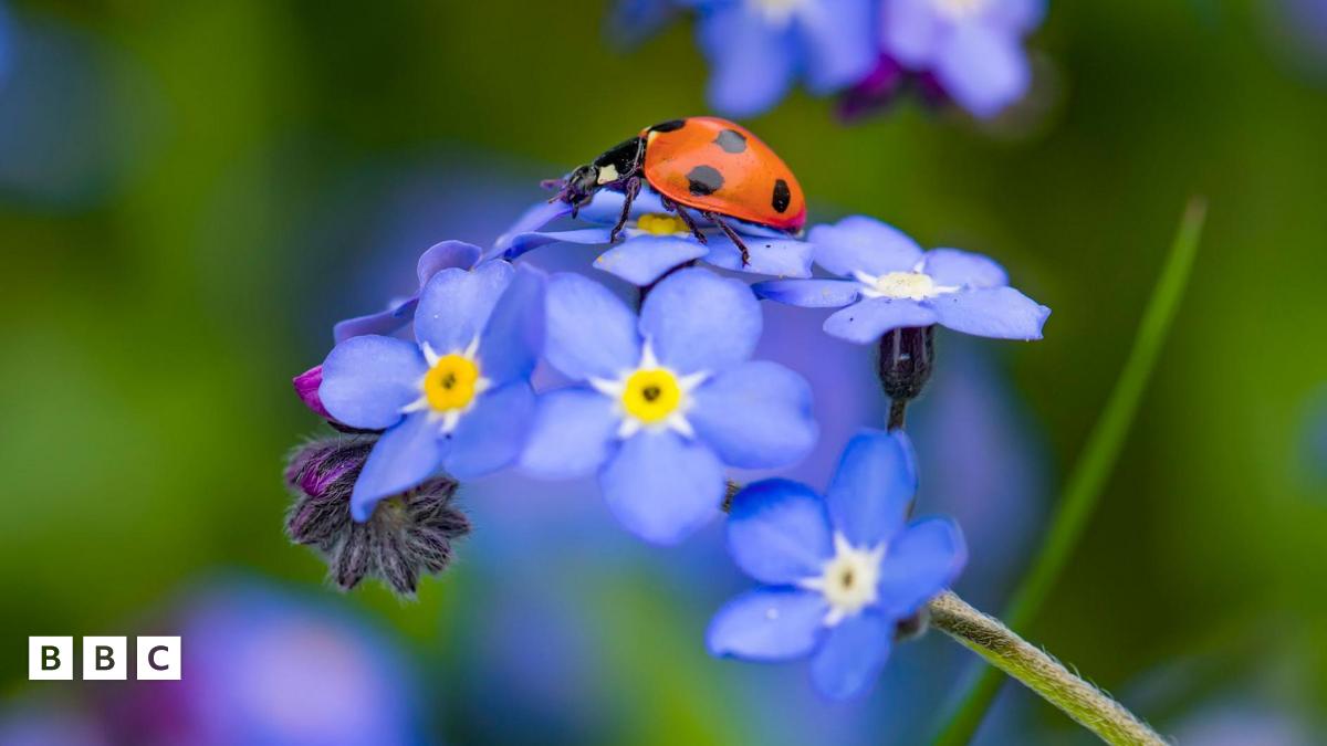 Spring equinox 2025: What is it? - BBC Newsround