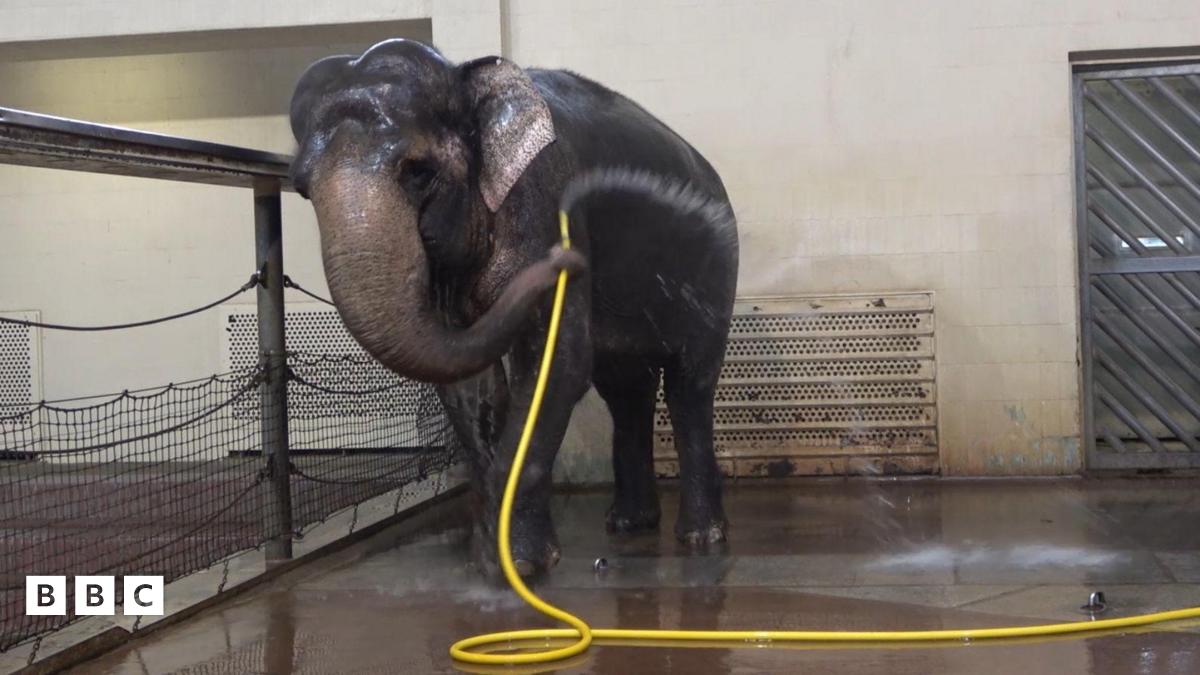 Animal tool use: Mary the elephant uses a hose with her trunk - BBC ...