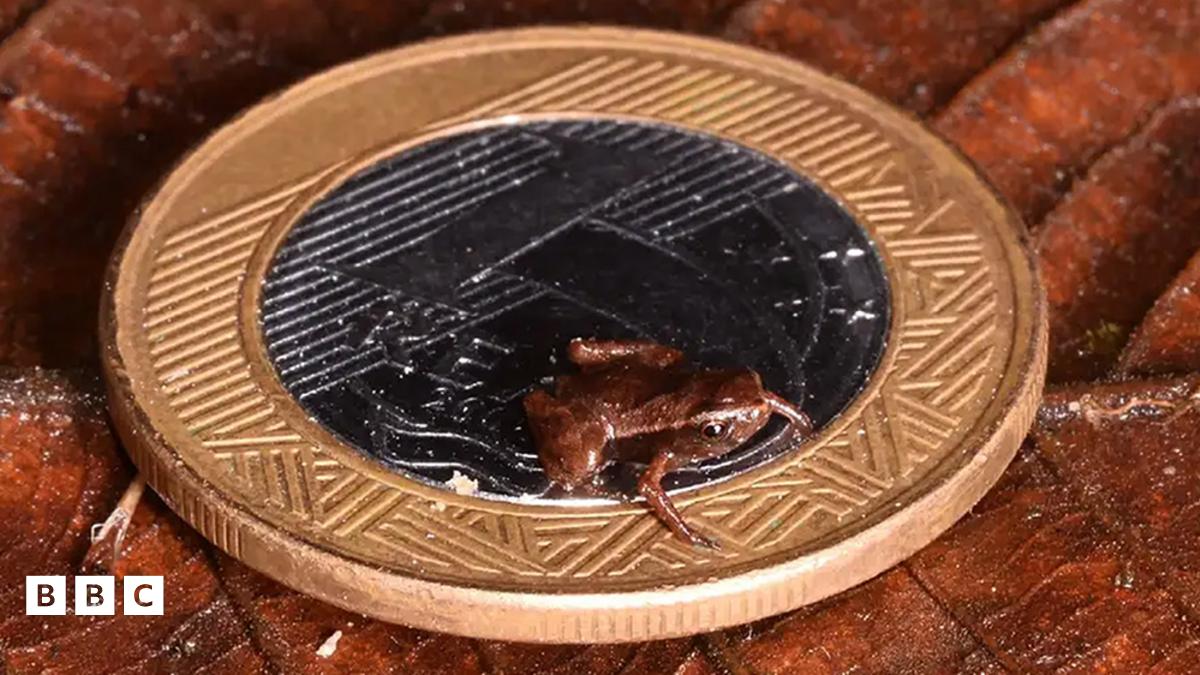 Brazilian Flea Toad: Could this tiny frog be the world's smallest ...