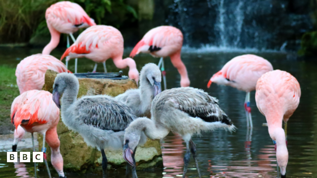 Ten flamingos have a new home to help breeding - BBC Newsround