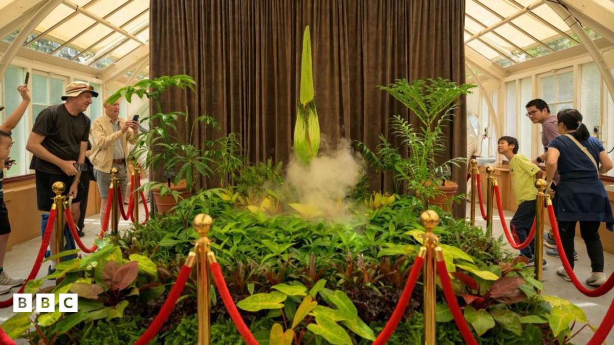 Corpse flower: Thousands wait to watch rare flower bloom online - BBC ...