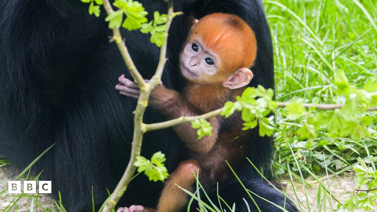 Rare baby Francois' langur monkey born at zoo - BBC Newsround