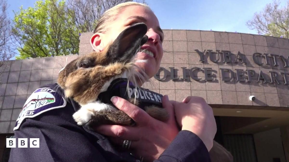 Percy, the police bunny who helps officers with their wellbeing - BBC ...