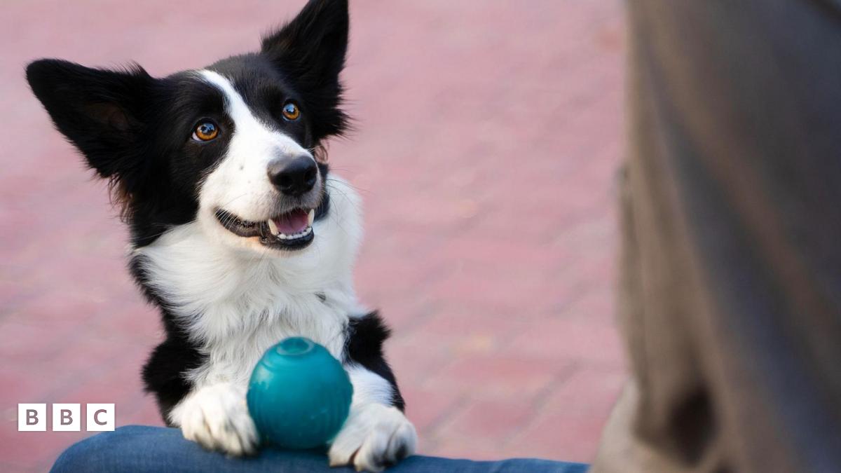 New study shows that curious dogs are the most intelligent - BBC Newsround