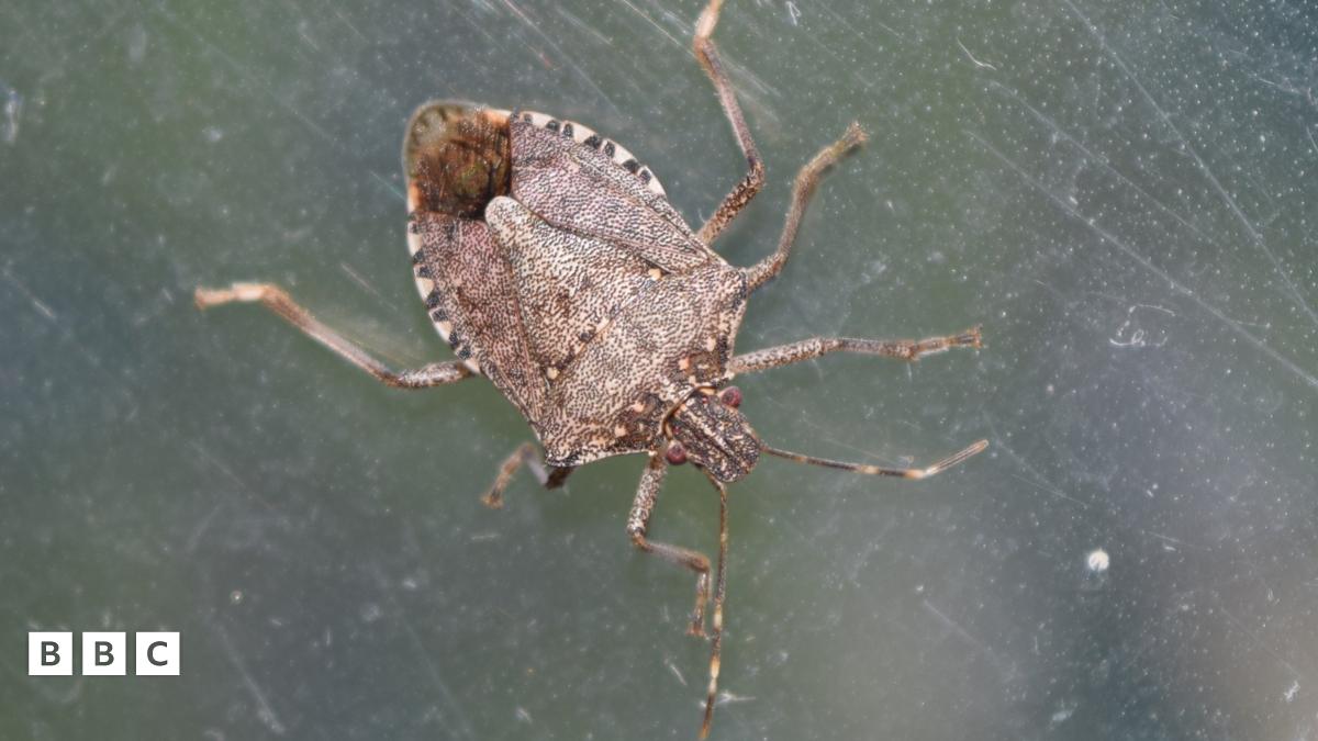 What's that smell? Stink bug arrives in UK - BBC Newsround