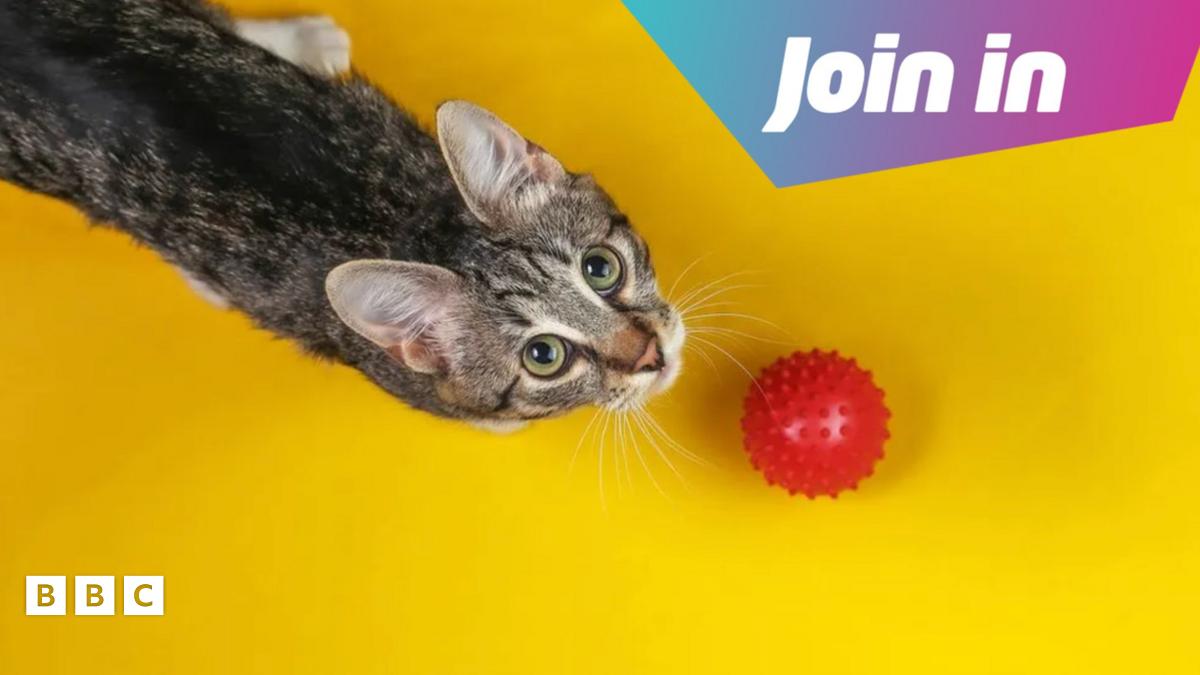 Do cats also play fetch? - BBC Newsround