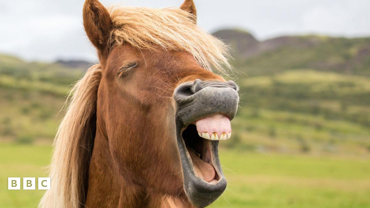 Study shows how horses use facial expressions to communicate - BBC ...
