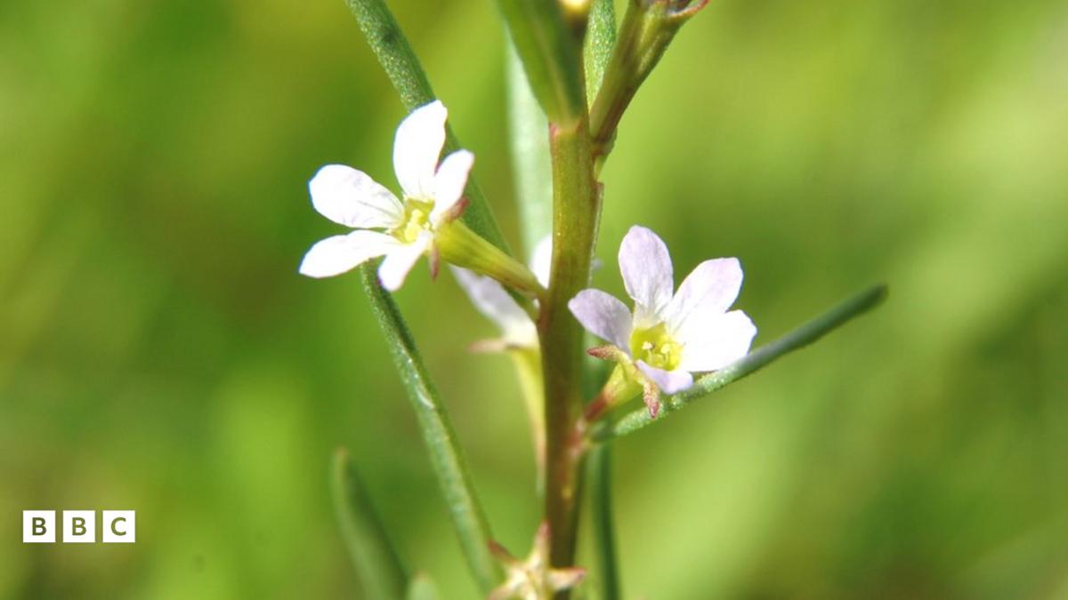 A rare plant has reappeared after 100 years! - BBC Newsround
