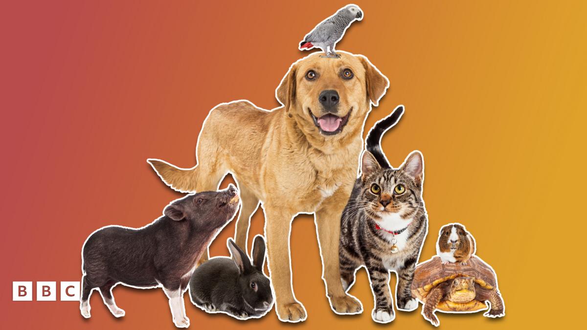 Pets: How to look after dogs, cats, rabbits and tortoises - BBC Newsround