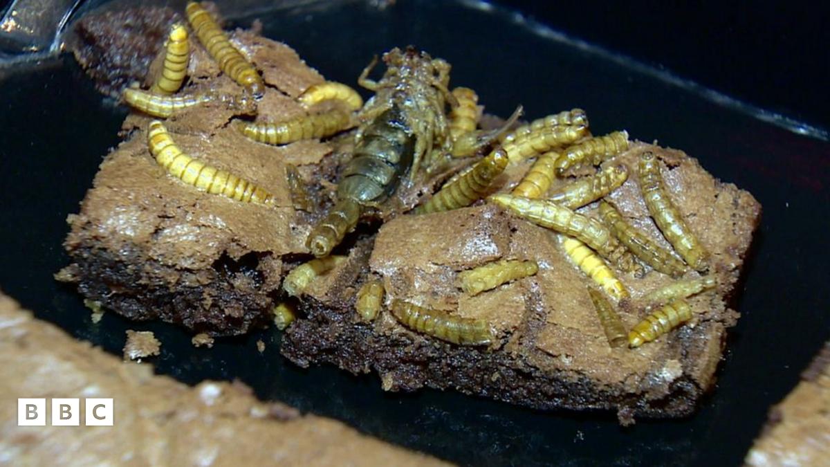 A bakery selling insect cakes opens in Edinburgh - BBC Newsround