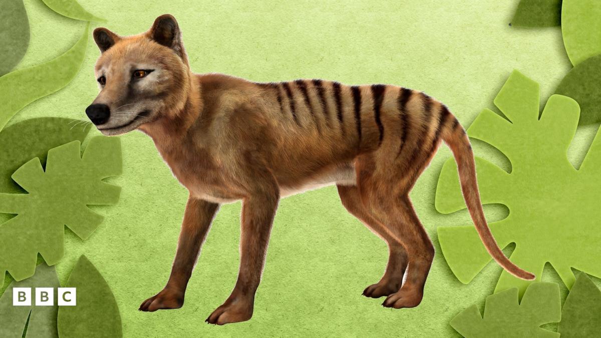 Thylacine: Scientists' plan to bring extinct Tasmanian 'tiger' back to ...
