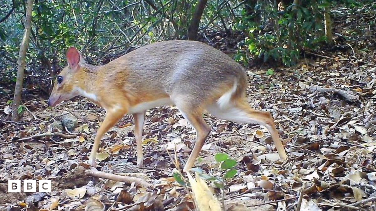 mouse deer size