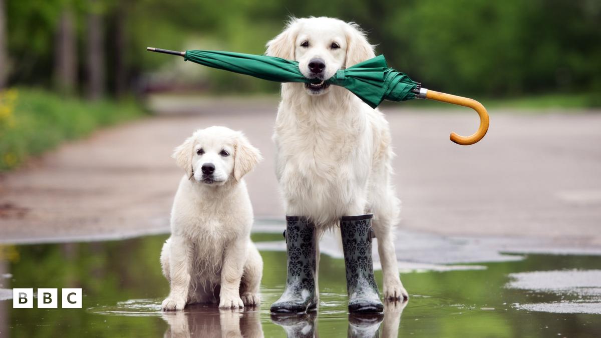 Floods How Do You Keep Pets Safe Bbc Newsround