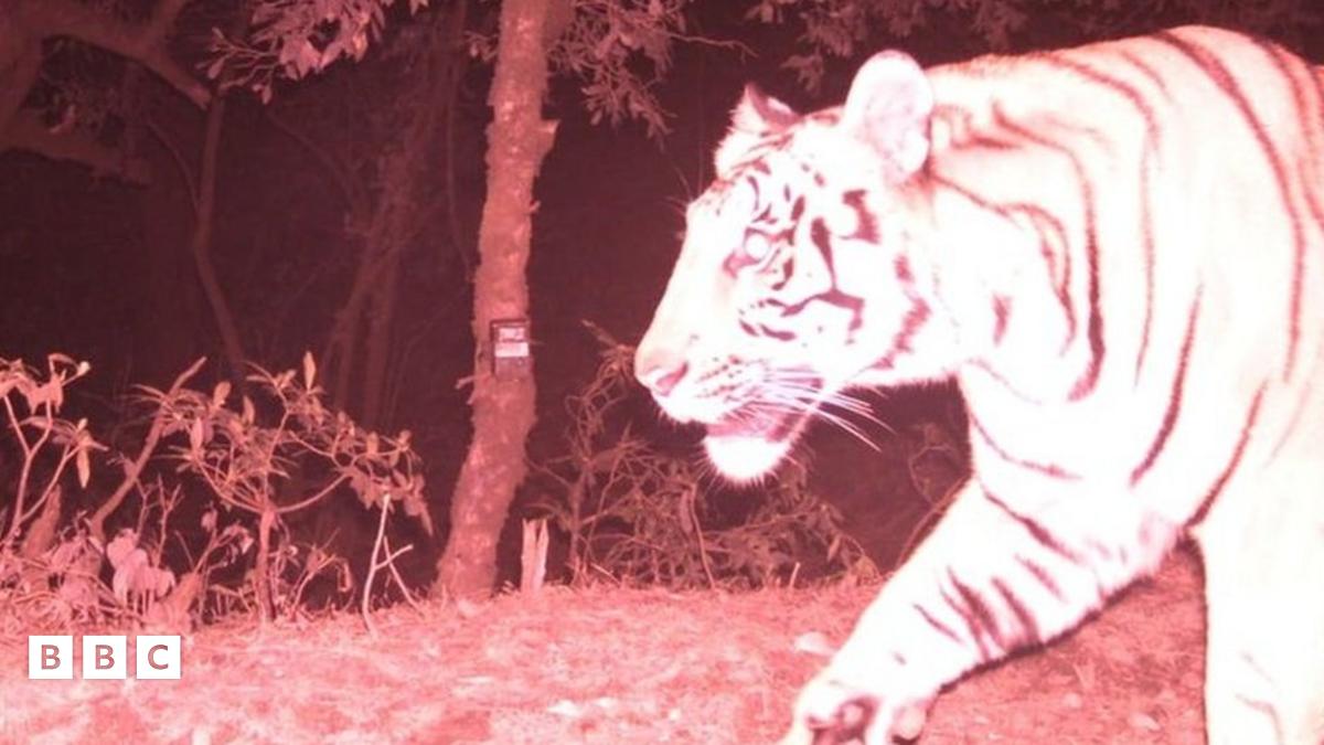 Rare animals have been caught all over the world on special hidden ...
