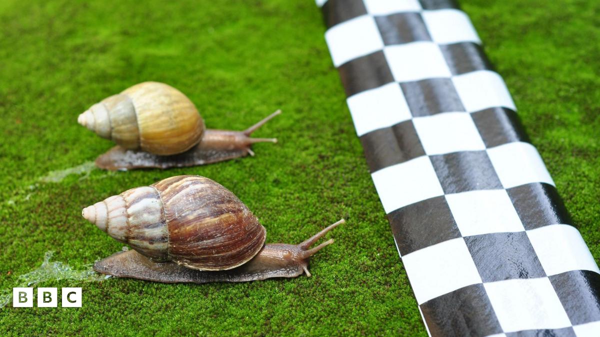 Norfolk snails get set for racing world championships - BBC Newsround