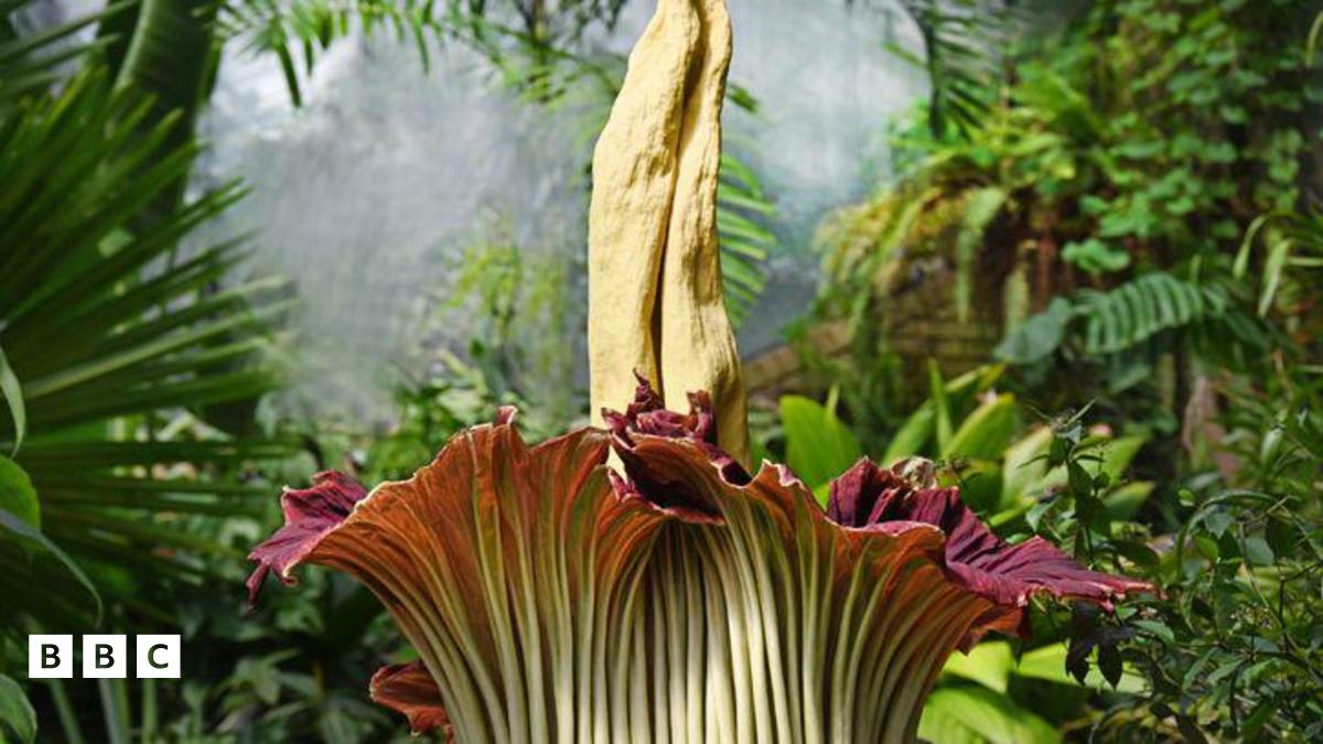 Thousands queue to smell one of the world's stinkiest flowers - BBC ...