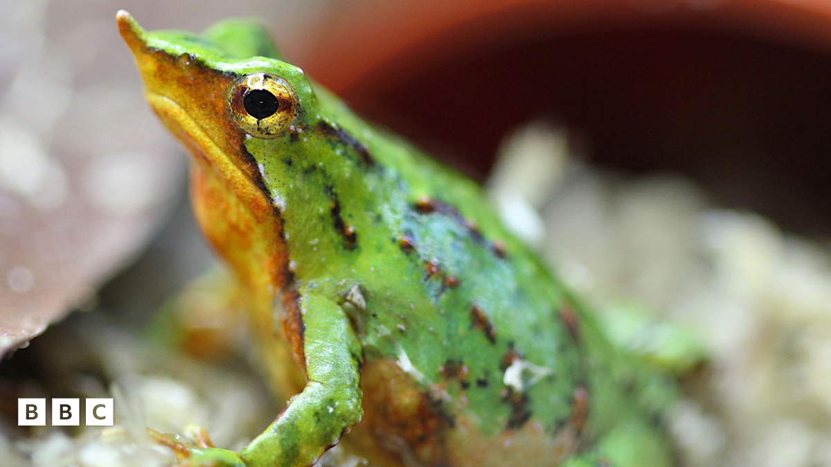 Tiny frogs named after Charles Darwin flown to London for safety - BBC ...