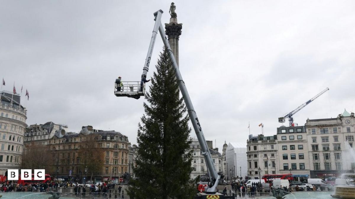 London's famous Trafalgar Square Christmas tree lit up - BBC Newsround