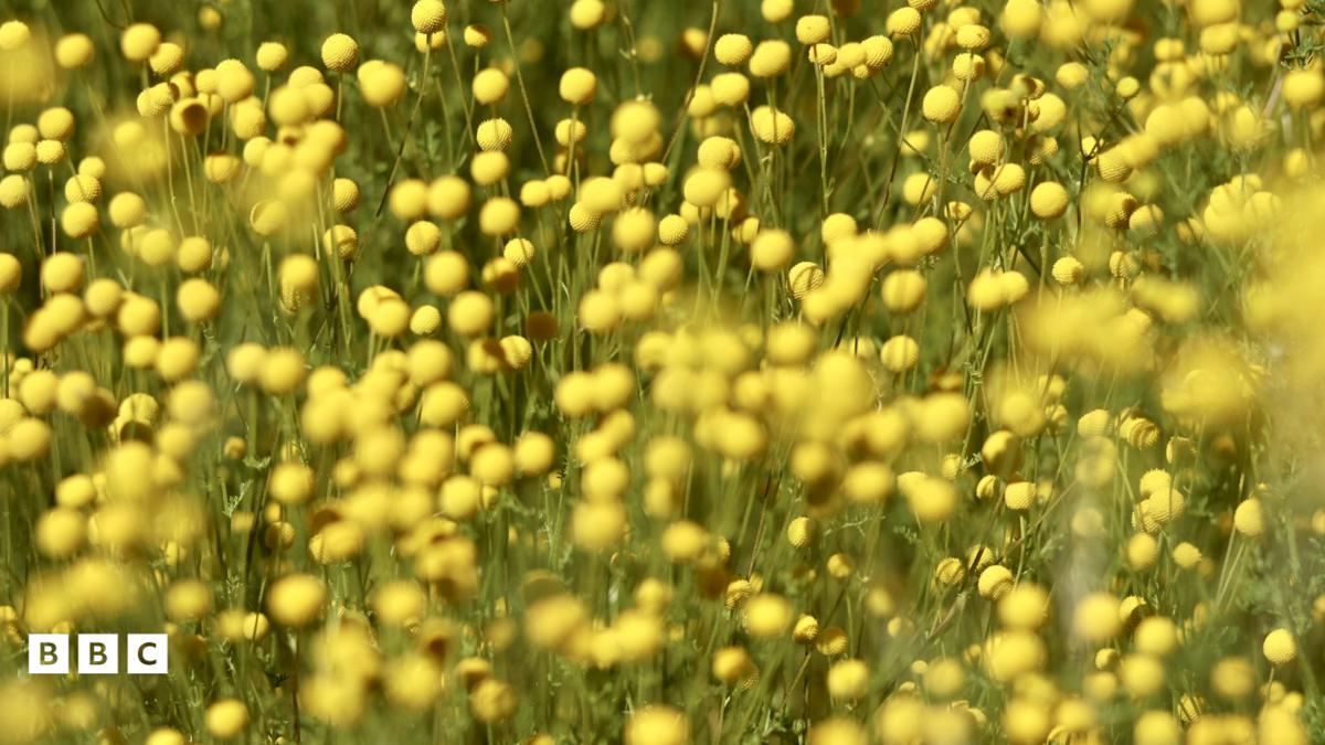 'Stinknet' closes national park in Arizona - BBC Newsround
