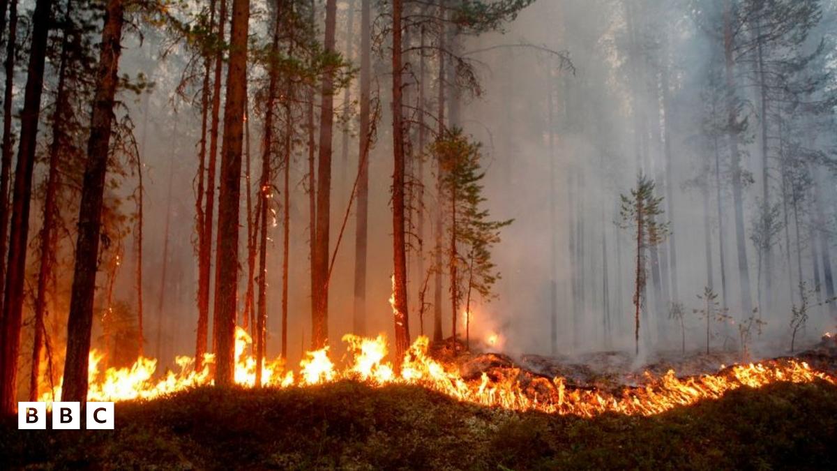 Sweden calls for international help to fight forest fires - BBC Newsround