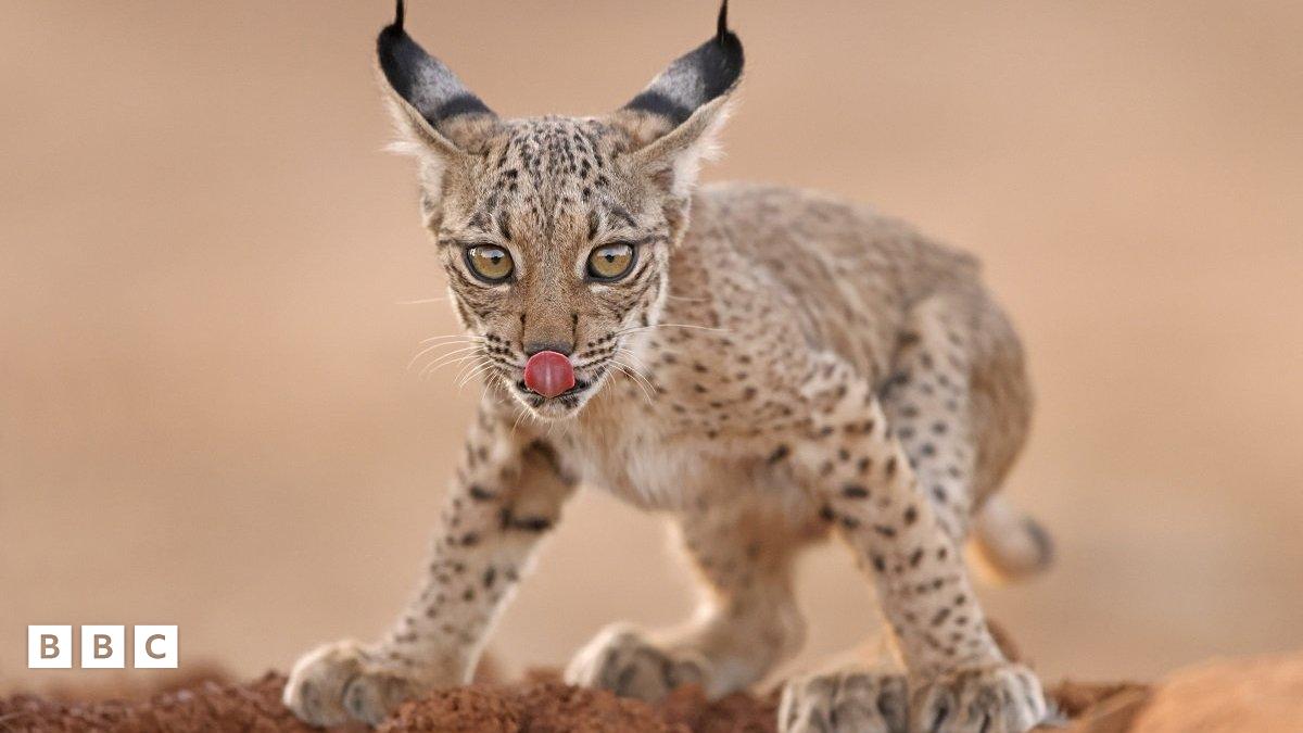 Global photography project highlights endangered wildlife - BBC Newsround