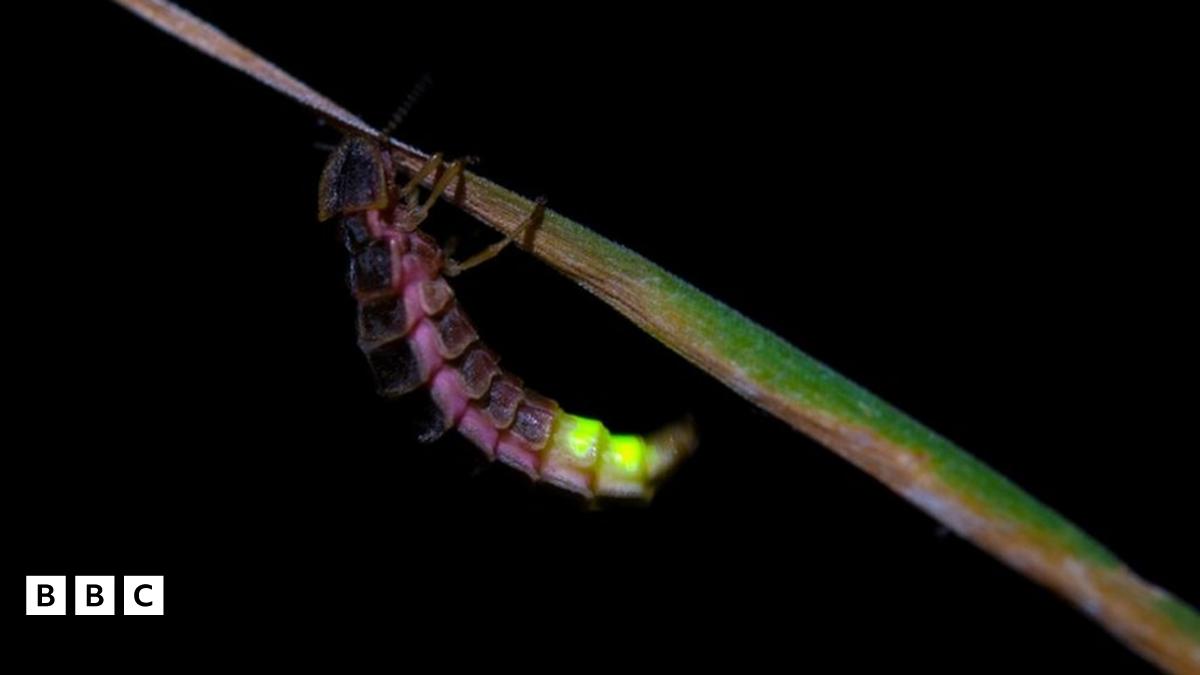 Glow-worms: glowing insects under threat because of light pollution ...