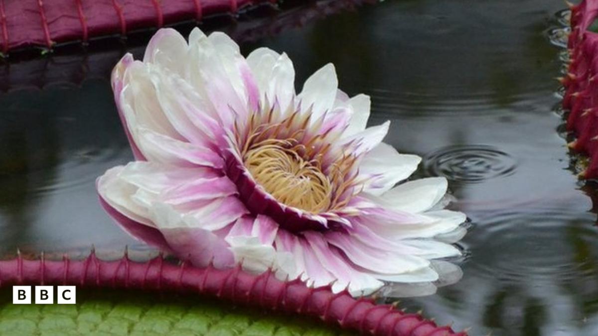 Check out this new giant water lily discovered by scientists - BBC ...