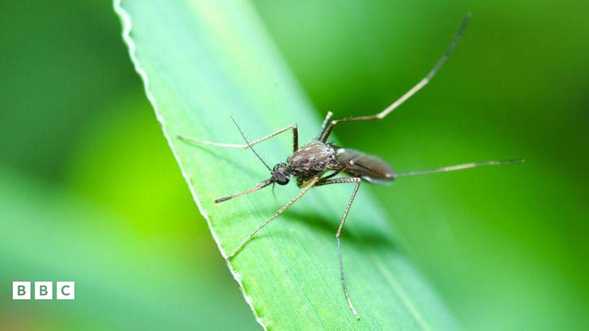 Mosquitoes in Iceland for first time in history scientists say - BBC ...