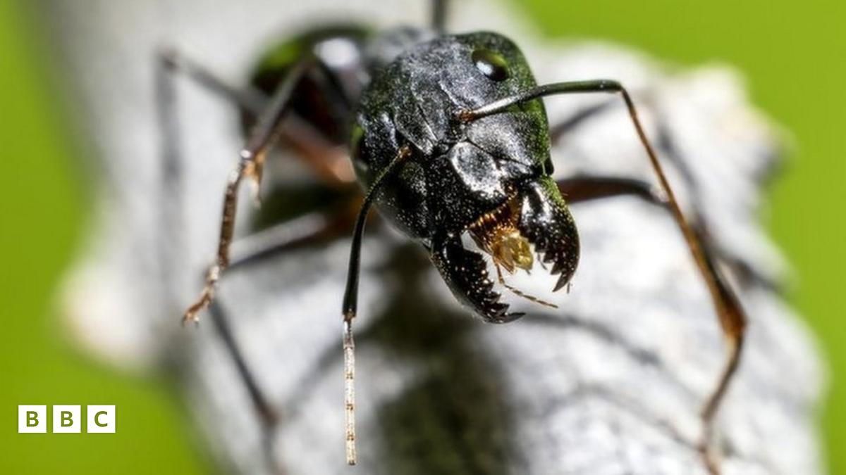 Seven animals that have inspired modern technology - BBC Newsround