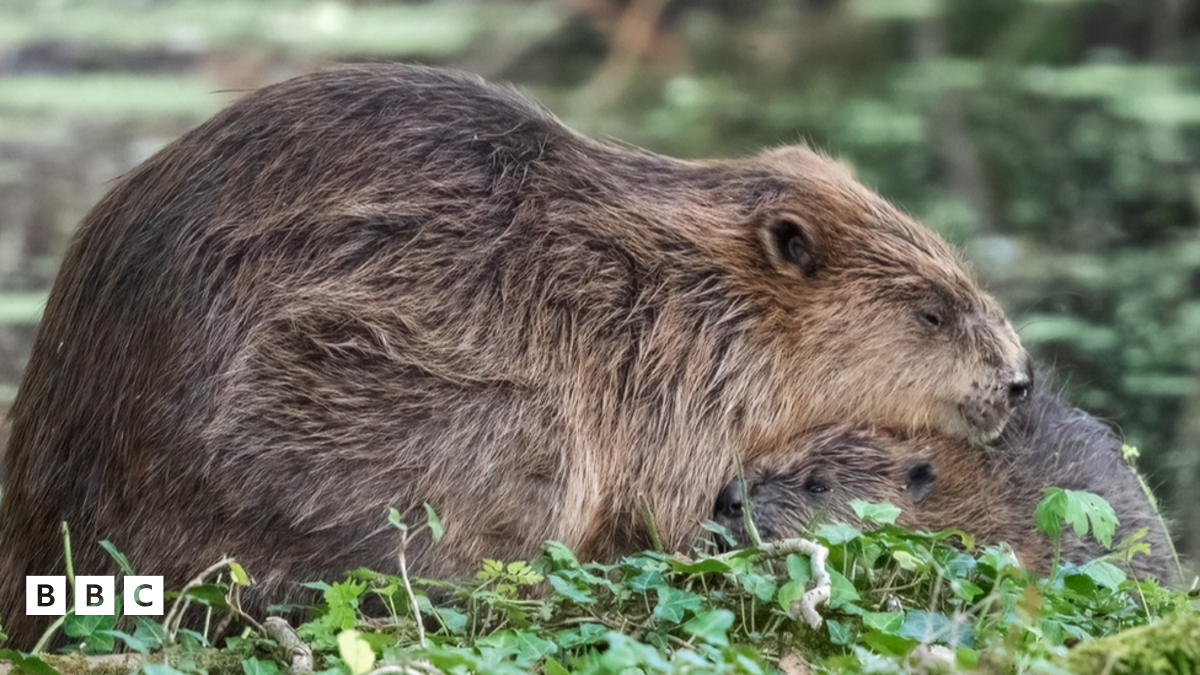 Beavers born after they were reintroduced into the wild - BBC Newsround