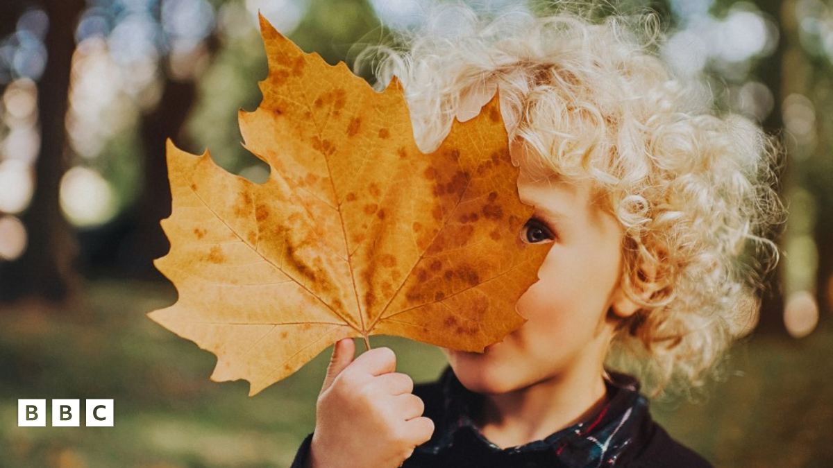 Why do trees think autumn is already here and why is that bad? - BBC ...