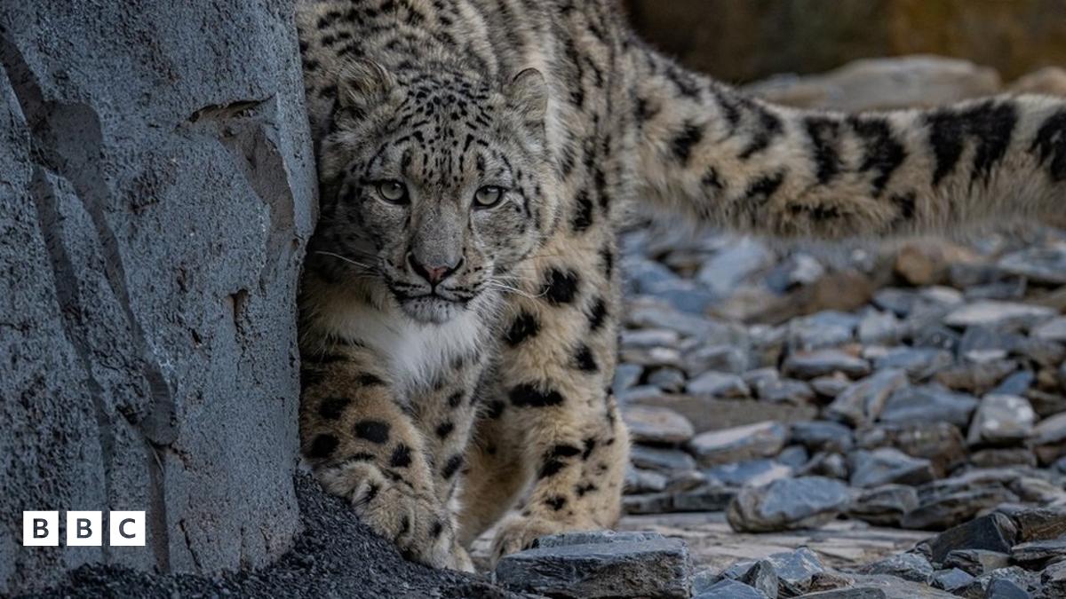 Snow leopards: Charity hopes pair can help protect species - BBC Newsround