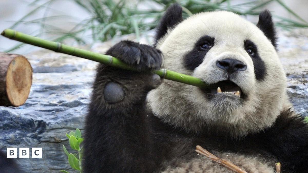 Scientists discover ancient type of panda in fossil - BBC Newsround