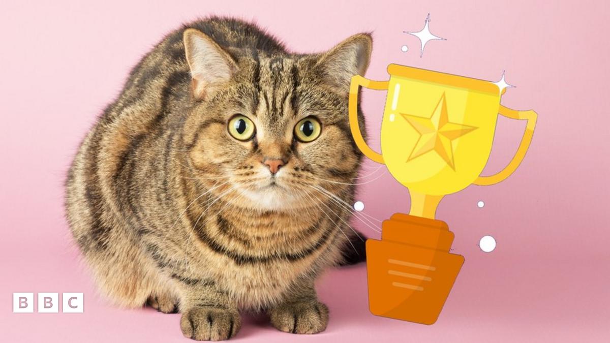National Cat Awards 2023: Meet the finalists! - BBC Newsround