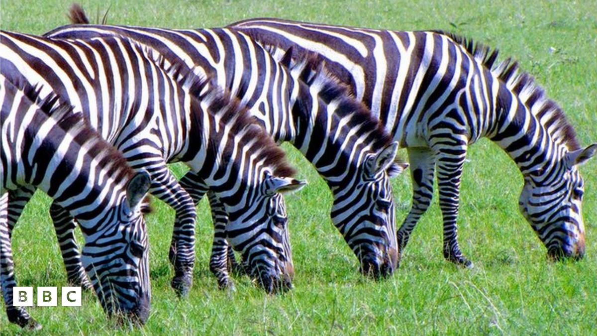 International Zebra Day: Top 5 facts about these striped animals - BBC ...