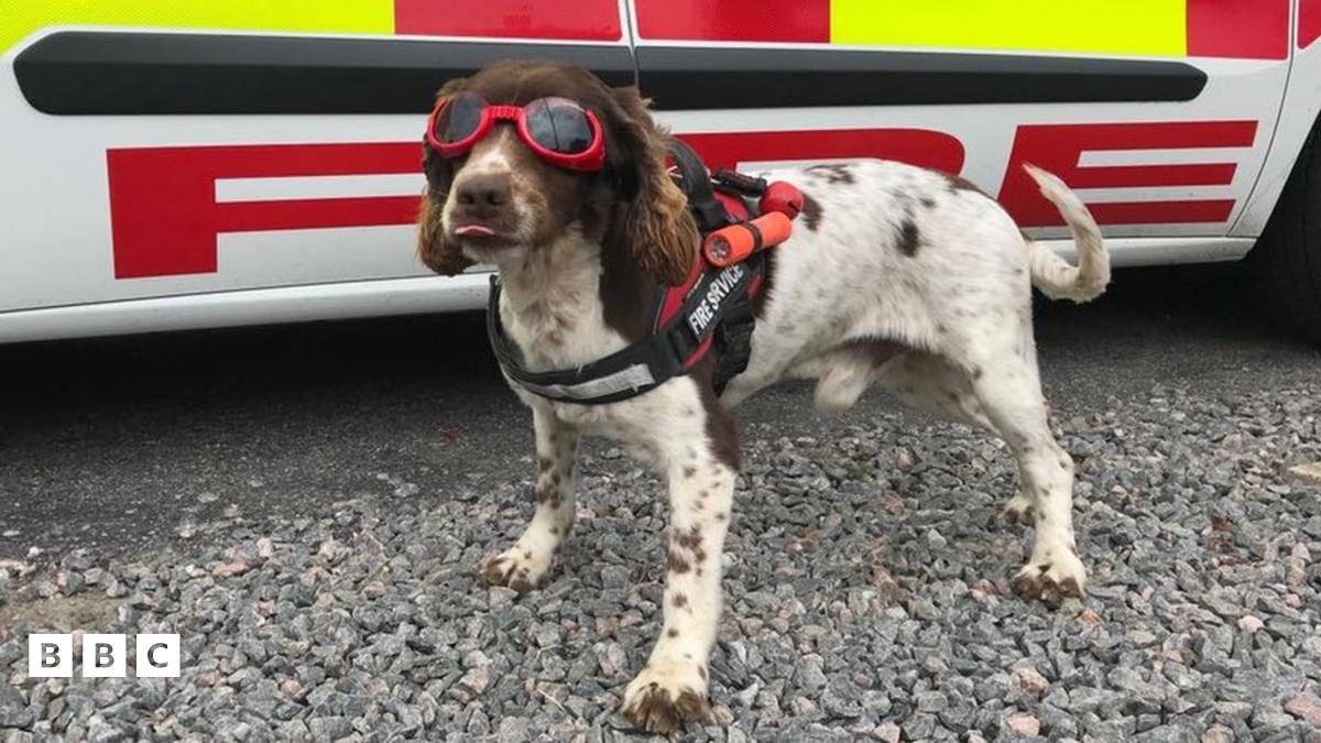 The fire dog with his own social media account - BBC Newsround