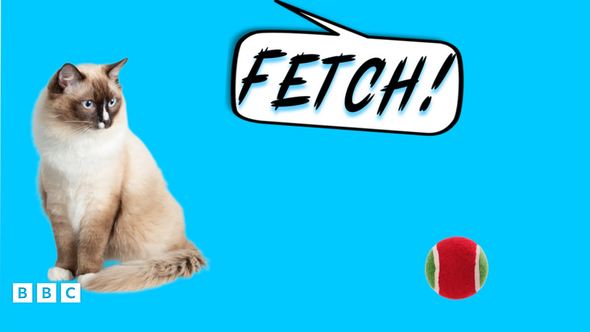 Cats like to play fetch but on their own terms - BBC Newsround