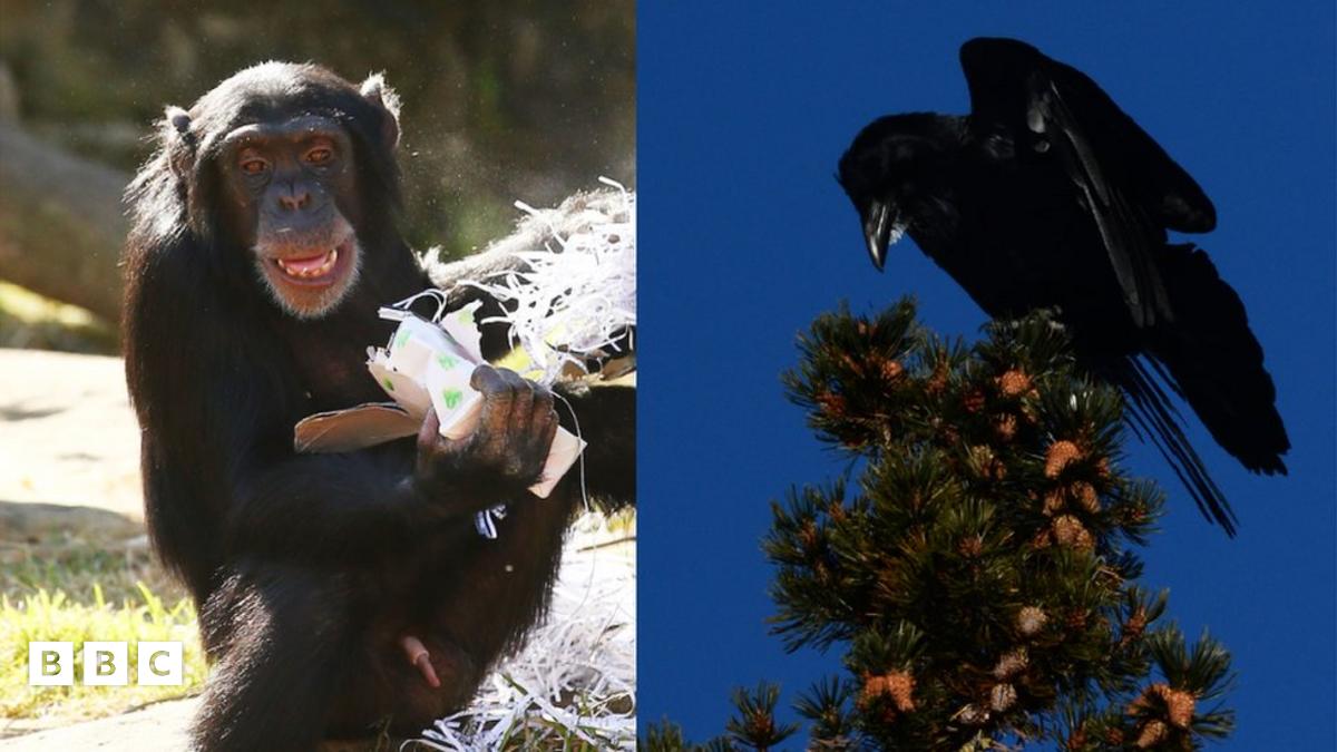 Study reveals 'small brained' ravens as clever as chimps - BBC Newsround