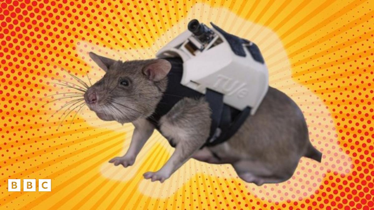 Rats to the rescue! Backpack-wearing rodents could help earthquake ...
