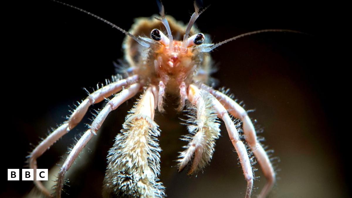 Blue Planet II: What's happening in week two? - BBC Newsround