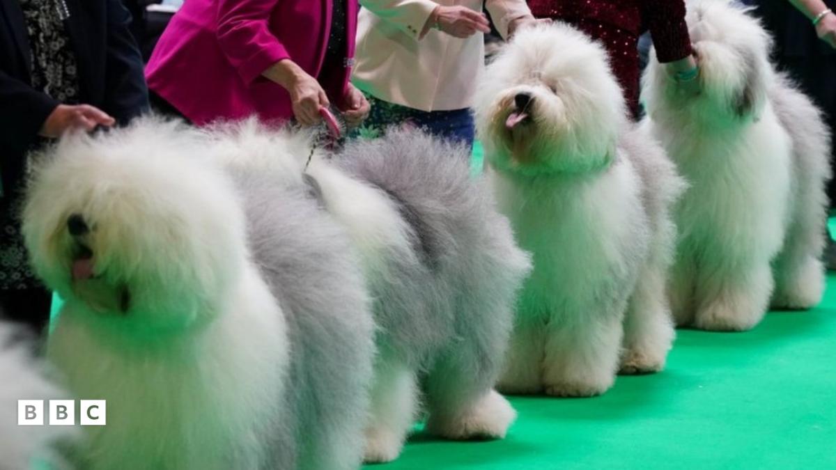 Crufts 2024 in pictures - BBC Newsround
