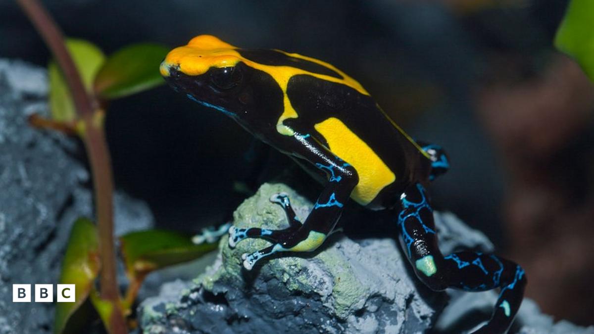 Why do poison frogs love to 'tap dance'? - BBC Newsround