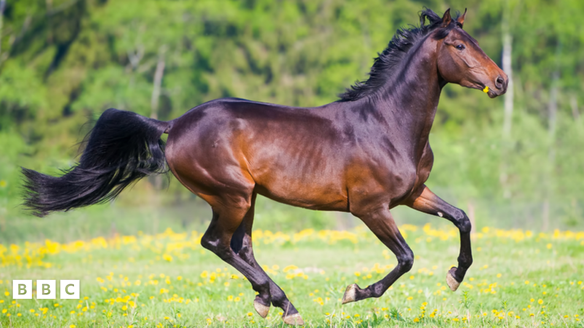 donkeys and mules difference
