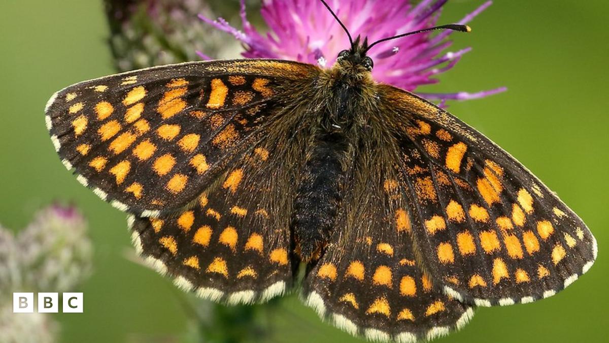 One of Britain's rarest butterflies has been saved from extinction ...